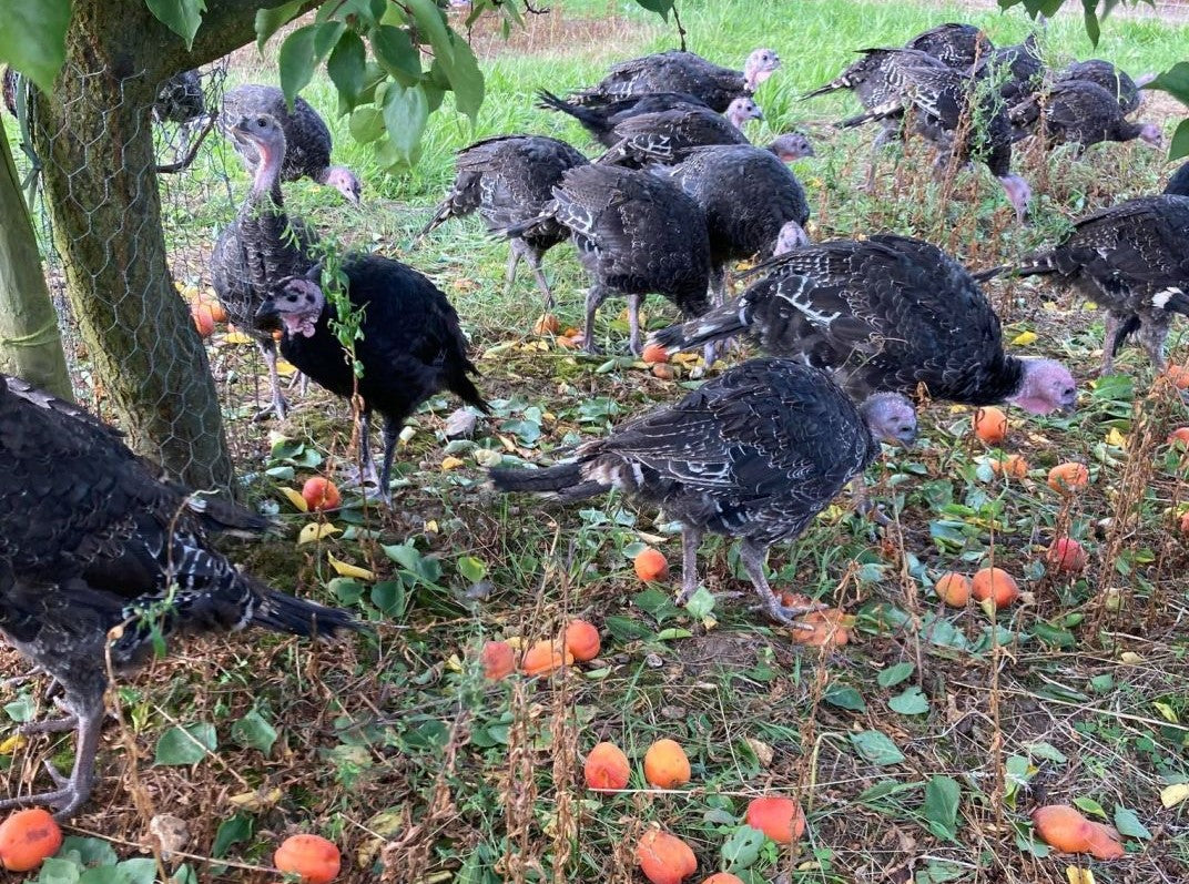 Meet The Producer - Sam's Turkeys – Macknade